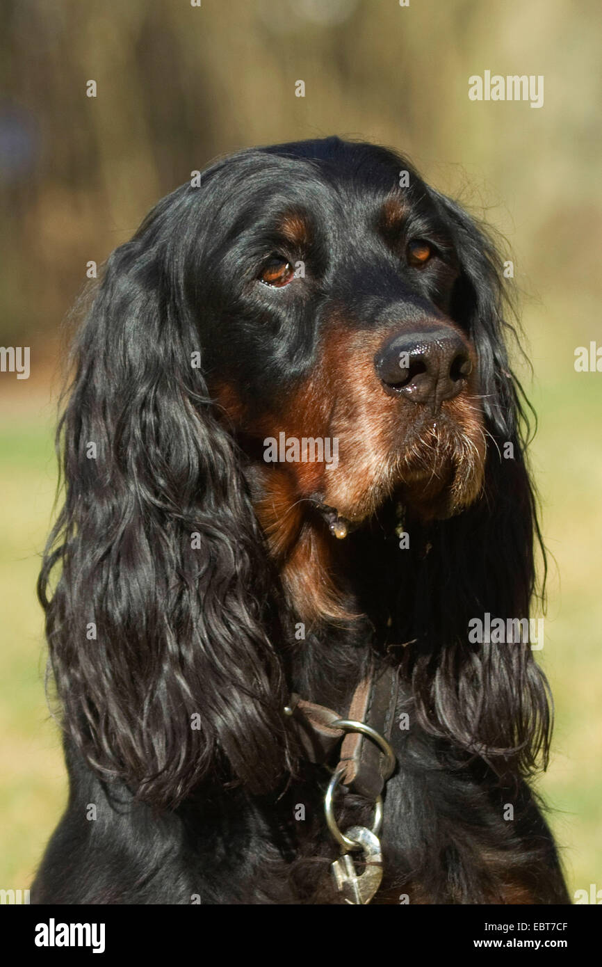 Gordon setter hi-res stock photography and images - Alamy