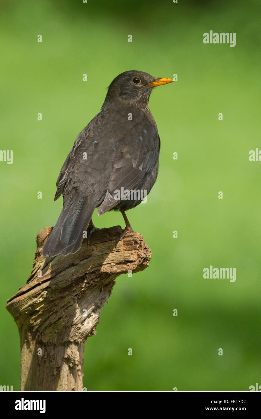 Back turdus merula hi-res stock photography and images - Alamy