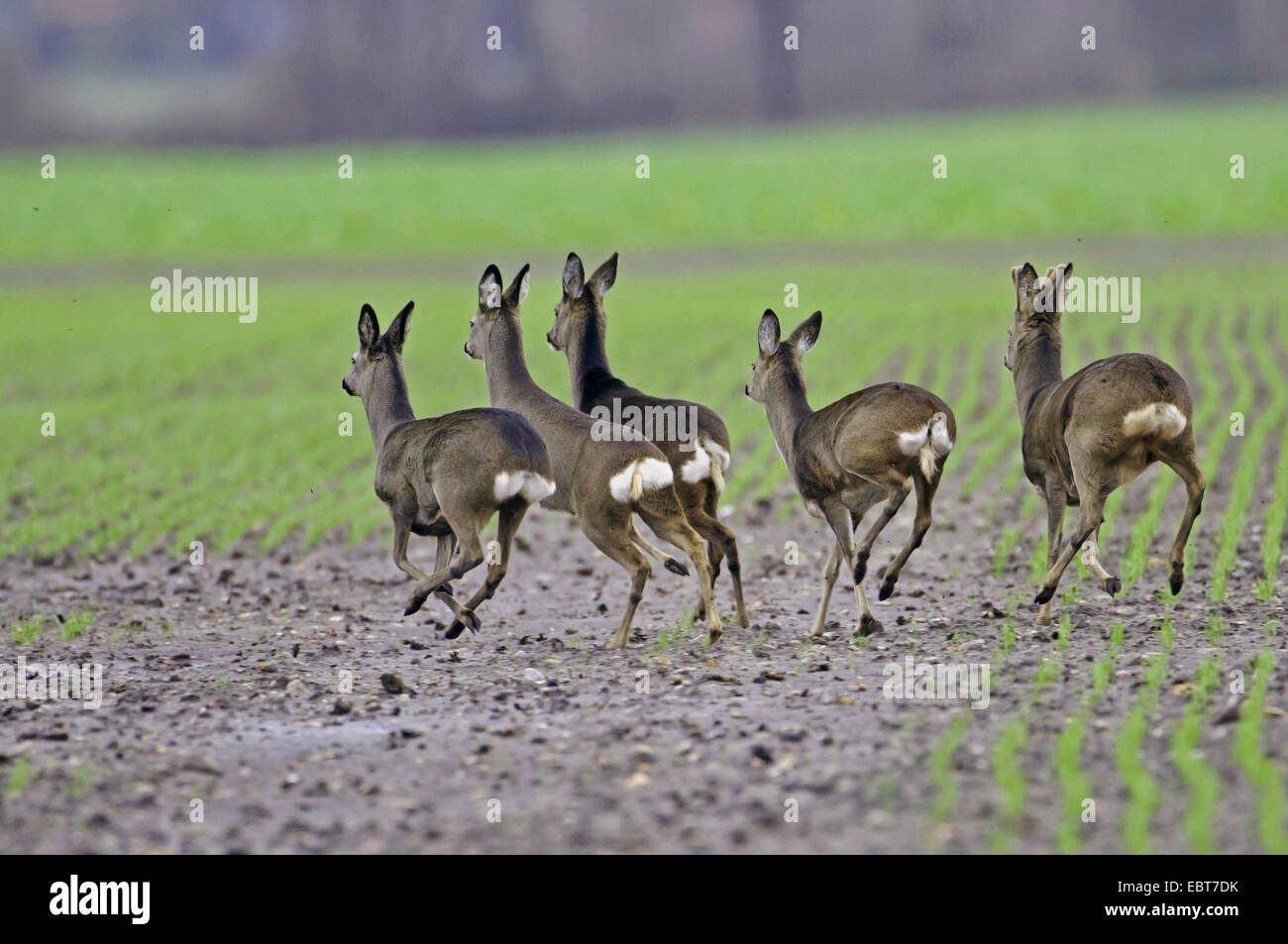 Group roe deer running on hi-res stock photography and images - Alamy