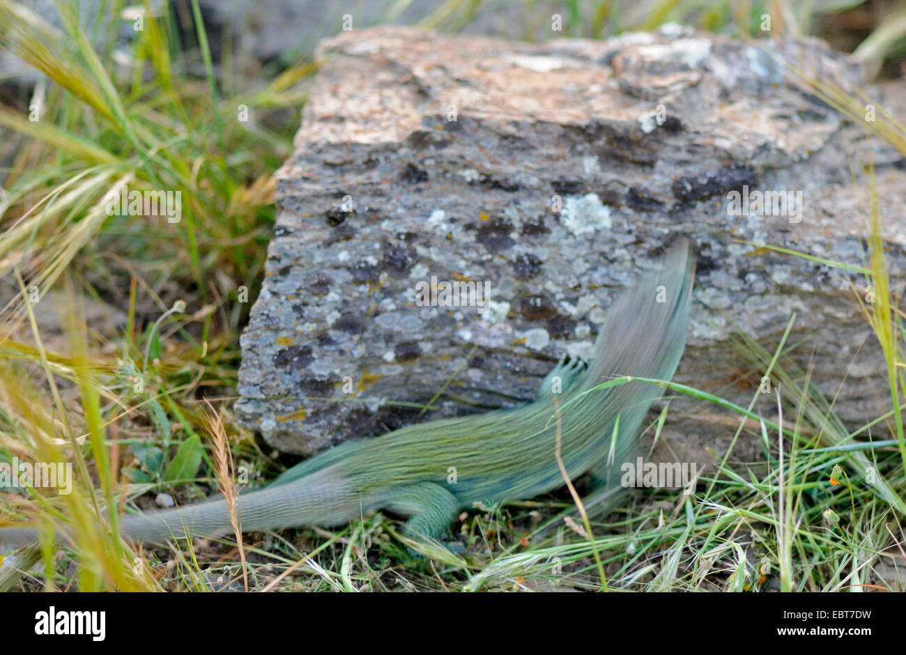 ocellated lizard, ocellated green lizard, eyed lizard, jewelled lizard ...