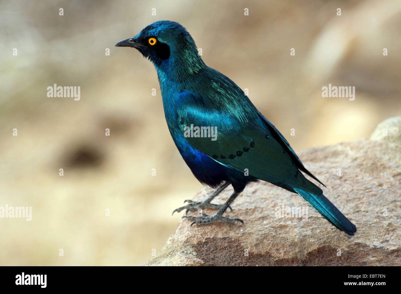 Starling colours hi-res stock photography and images - Alamy