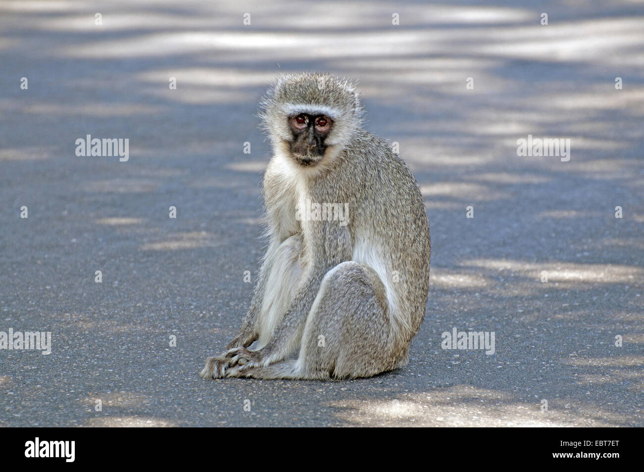 Grivet monkey, Savanna monkey, Green monkey, Vervet monkey ...