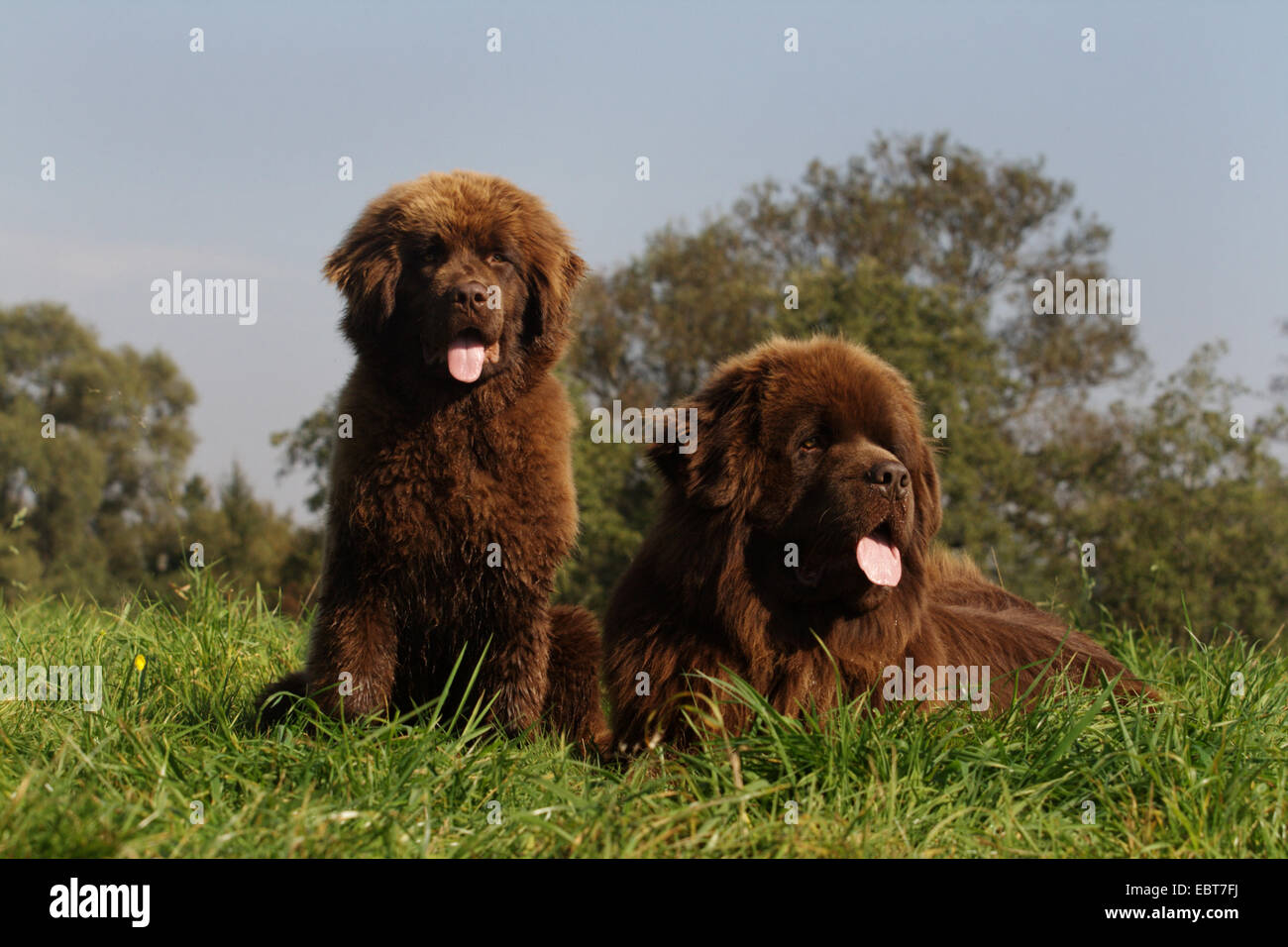 Newfoundland dog brown hi-res stock photography and images - Alamy