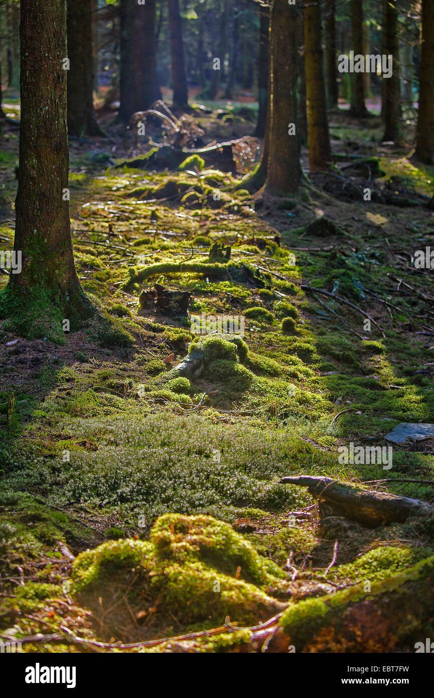 Ground forest hi-res stock photography and images - Alamy