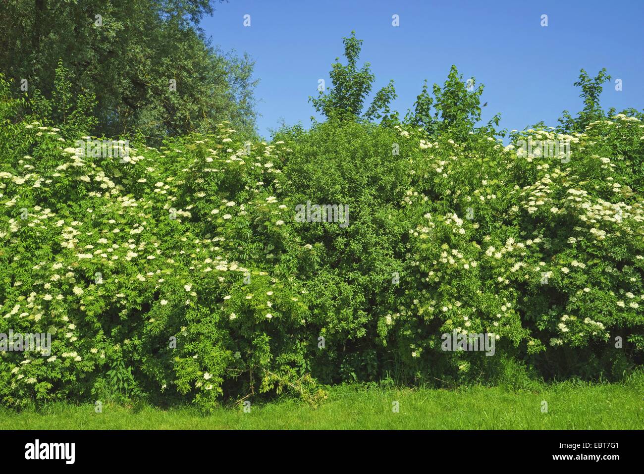 Elderberry Hedge High Resolution Stock Photography and Images - Alamy