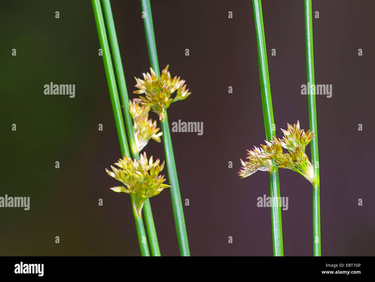 Common rush hi-res stock photography and images - Alamy