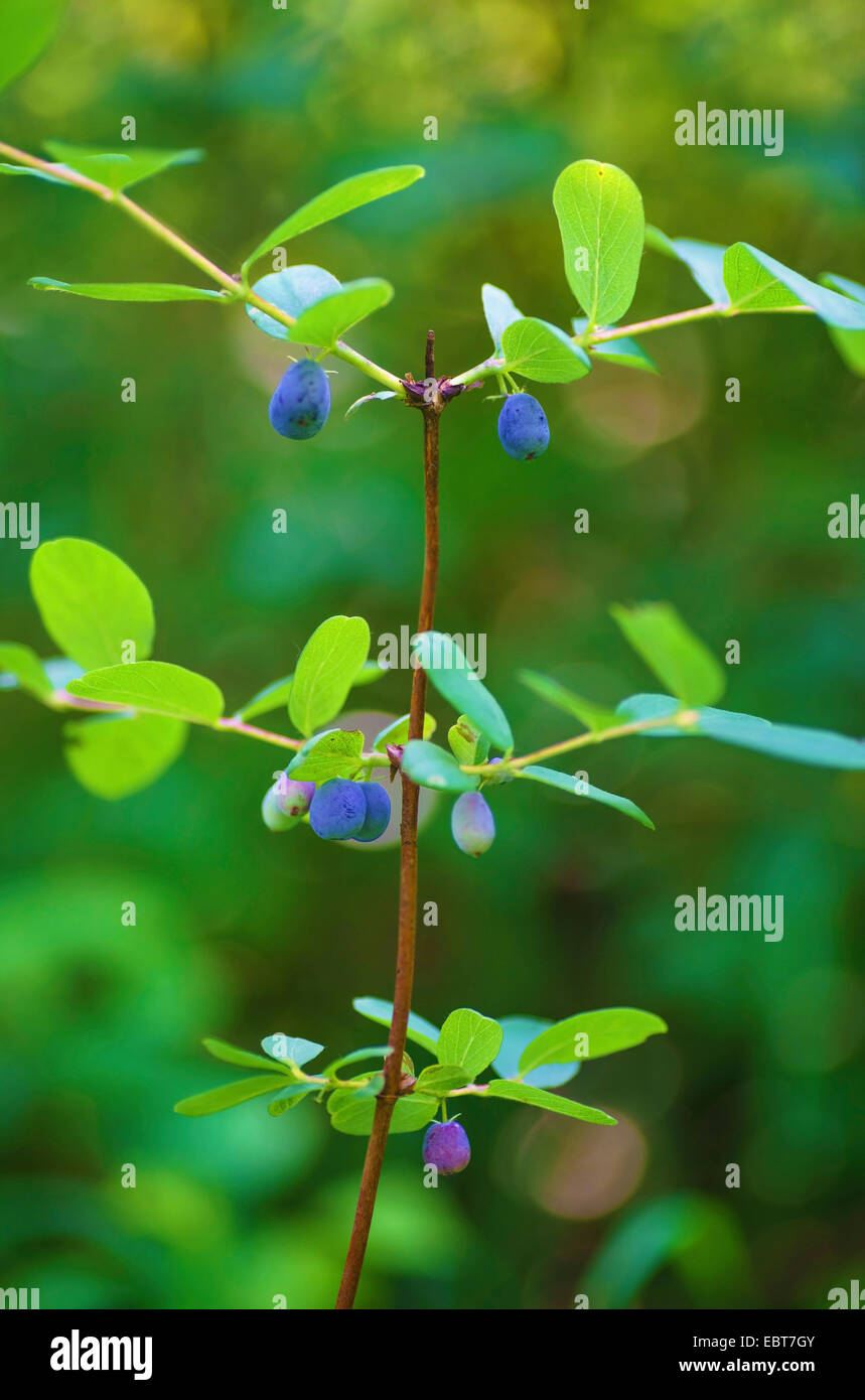 Lonicera caerulea blue-berried honeysuckle, bluefly honeysuckle ...