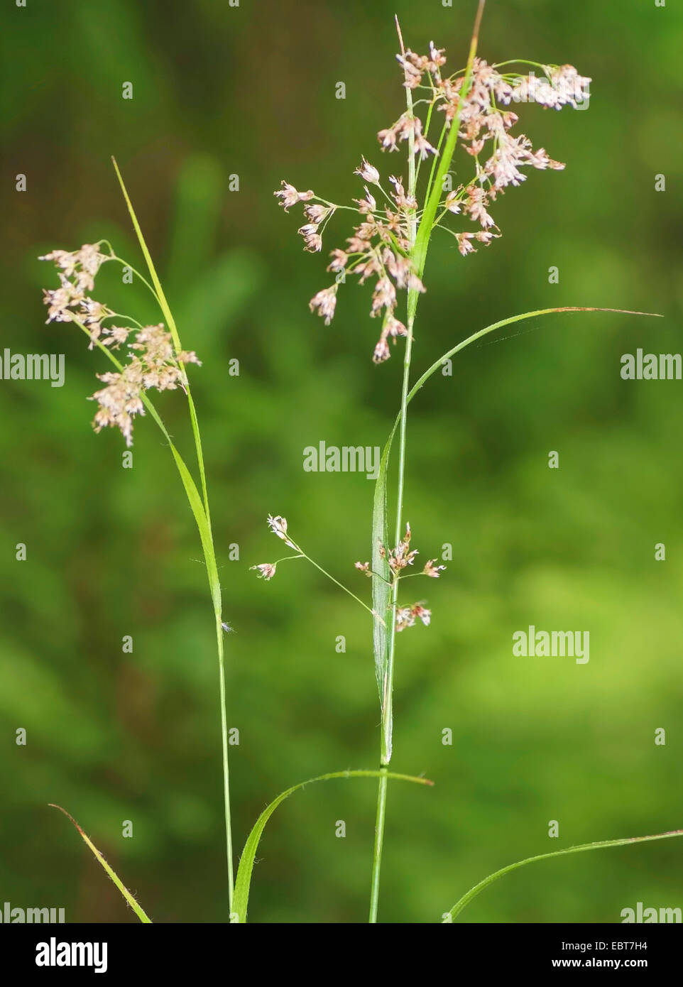 Oakforest woodrush (Luzula luzuloides. Luzula albida), inflorescence ...