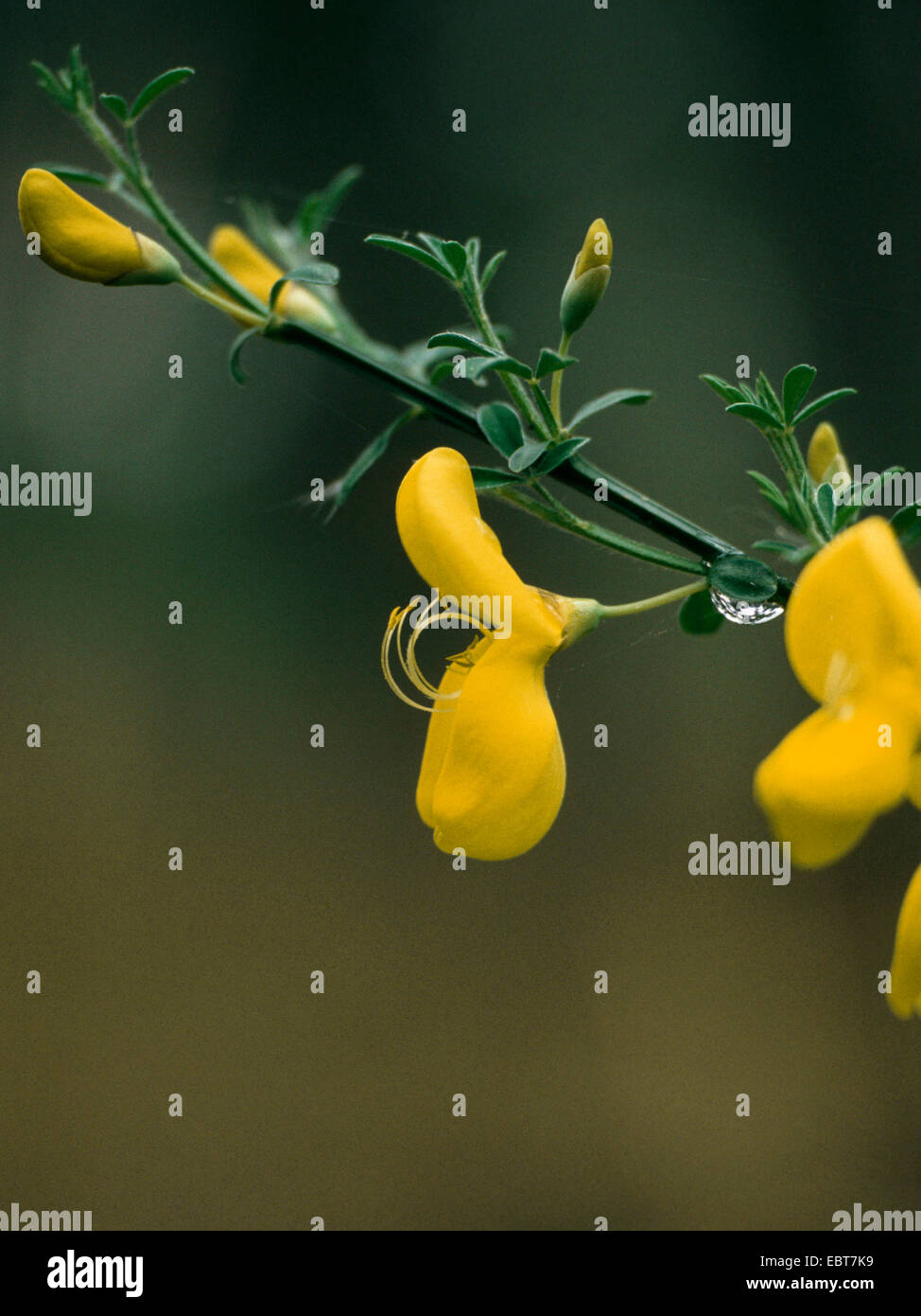 Scotch broom (Cytisus scoparius, Sarothamnus scoparius), flower after ...