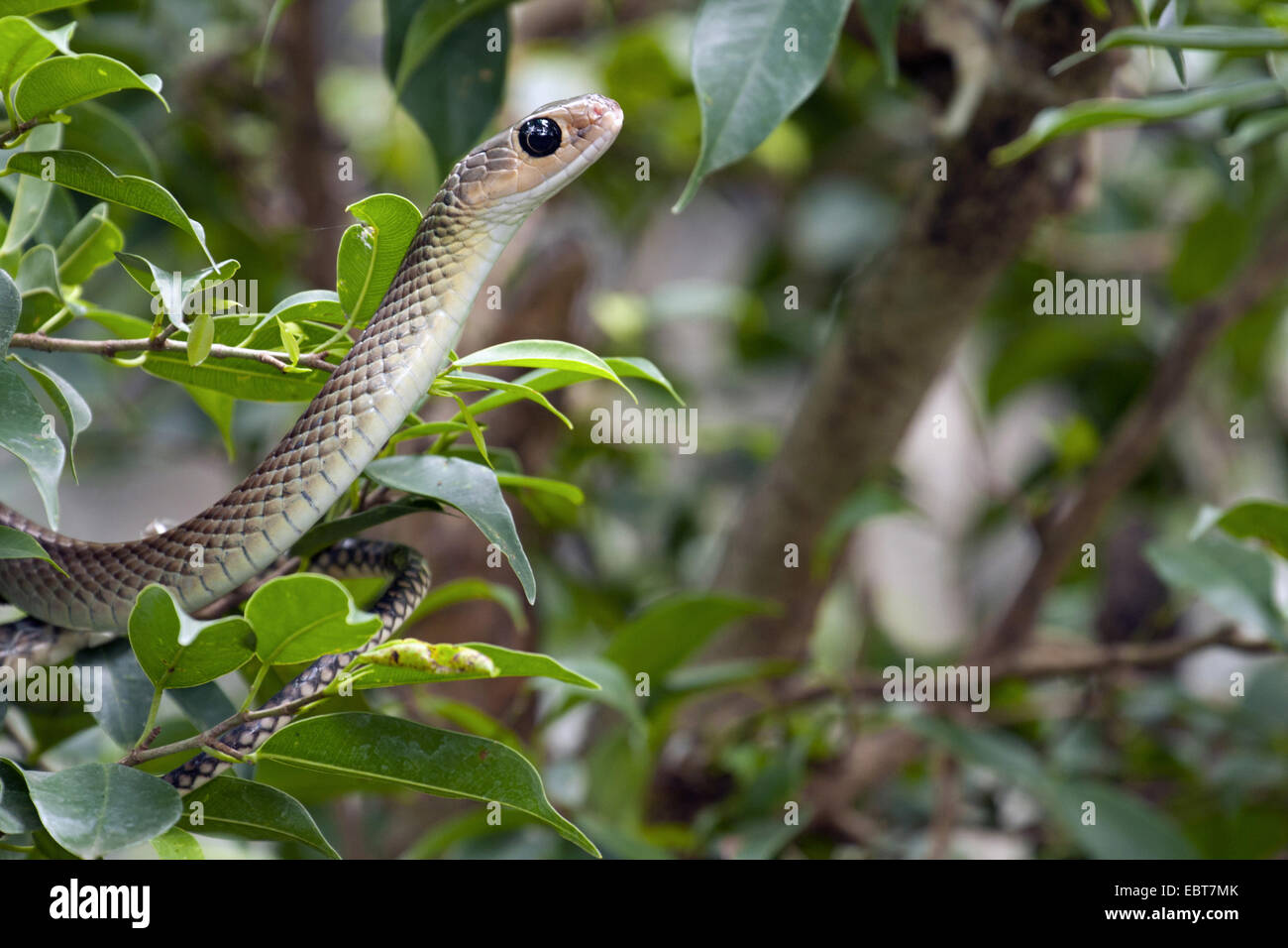 Yellow-bellied rat snake, Indo-Chinese rat snake (Ptyas korros ...