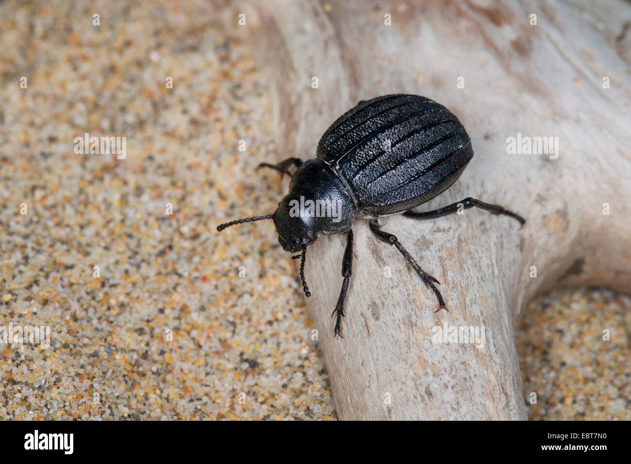 Darkling beetle (Pimelia spec.), sitting on deadwood, France Stock ...