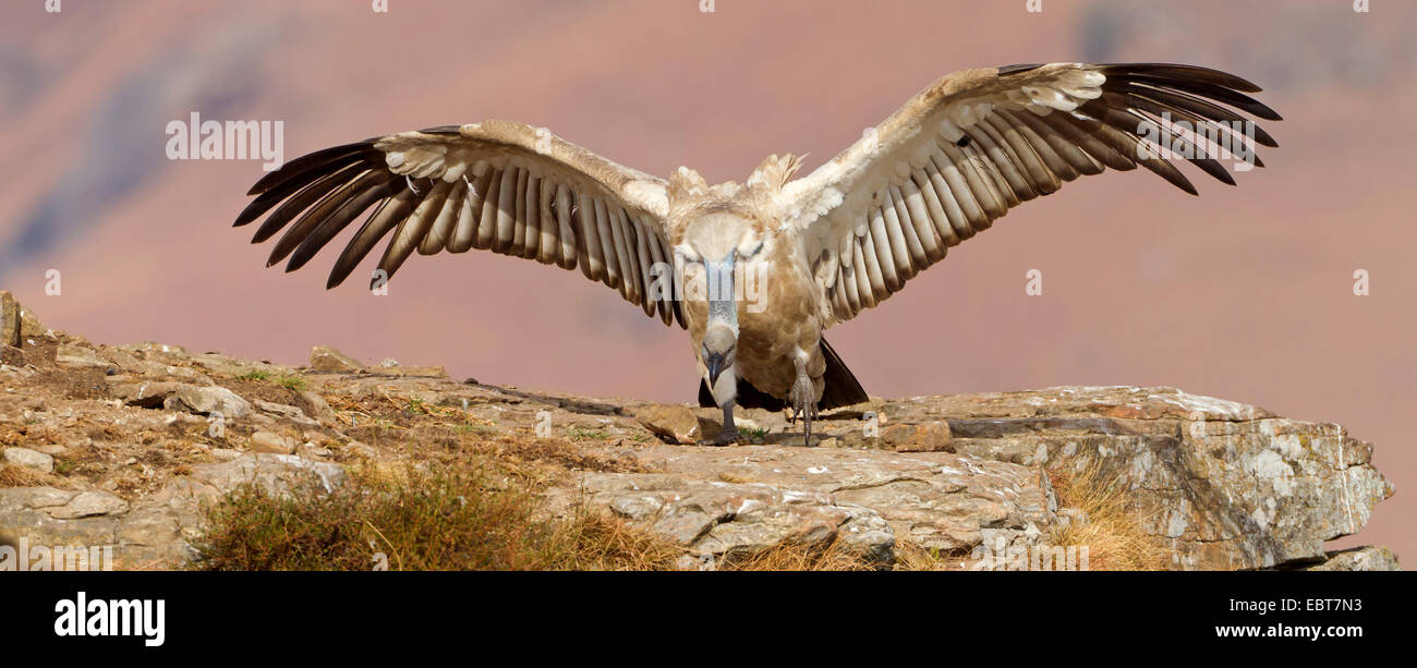 Cape vulture (Gyps coprotheres), landing, South Africa, Kwazulu-Natal ...