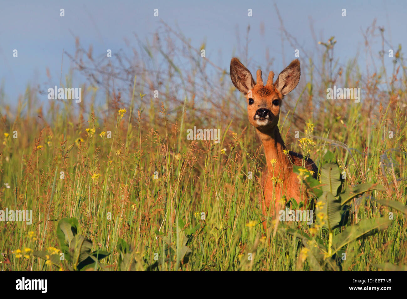 roe deer (Capreolus capreolus), young male, Hungary, Kiskunsag National ...