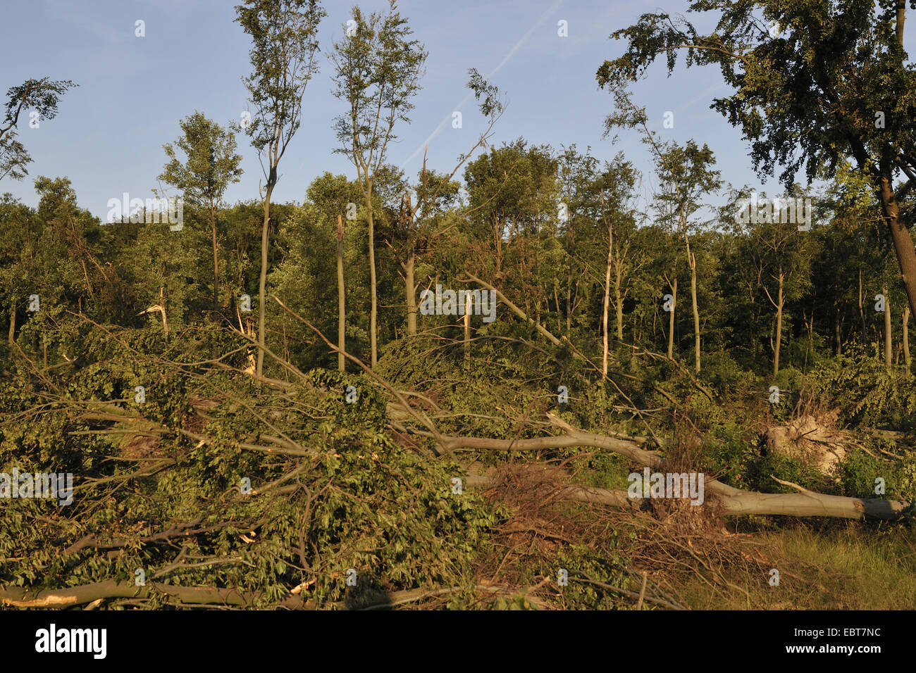 Tree uproot in storm hi-res stock photography and images - Alamy
