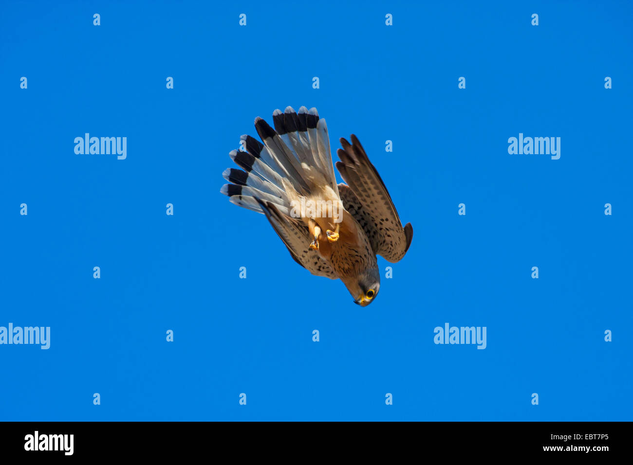 Kestrel about to dive down for prey hi-res stock photography and images ...