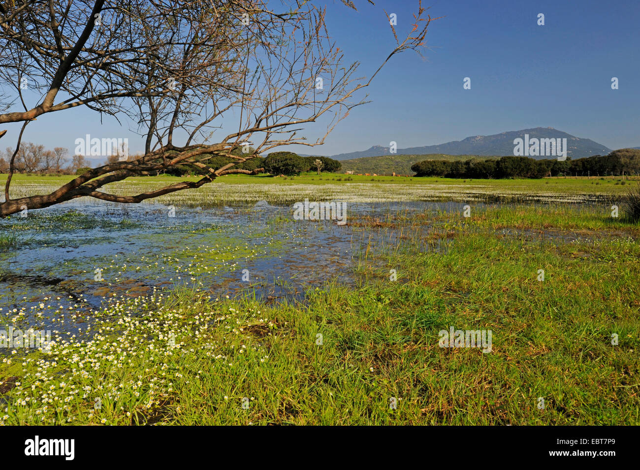Flood pasture hi-res stock photography and images - Alamy