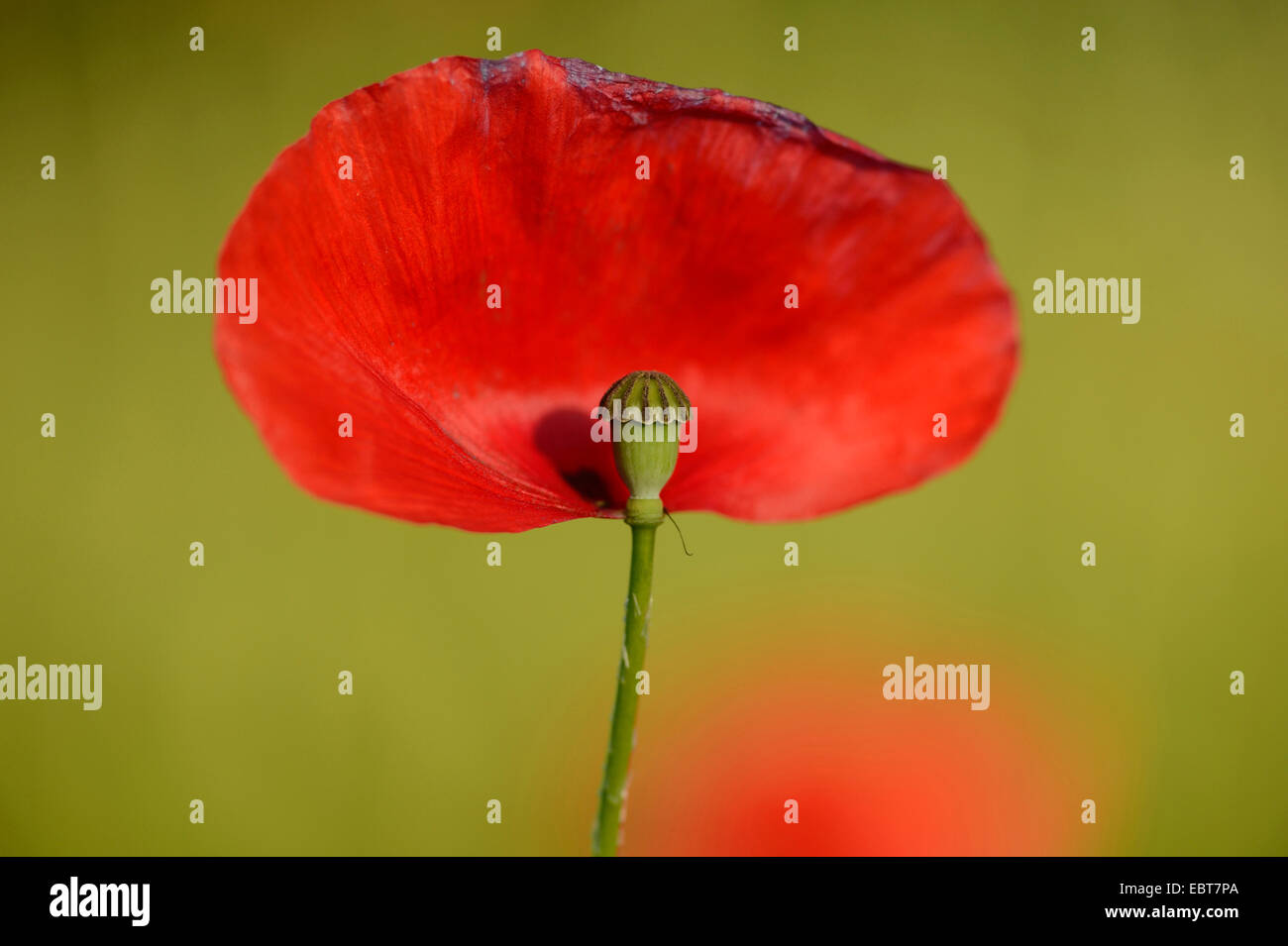 Faded poppy hi-res stock photography and images - Alamy