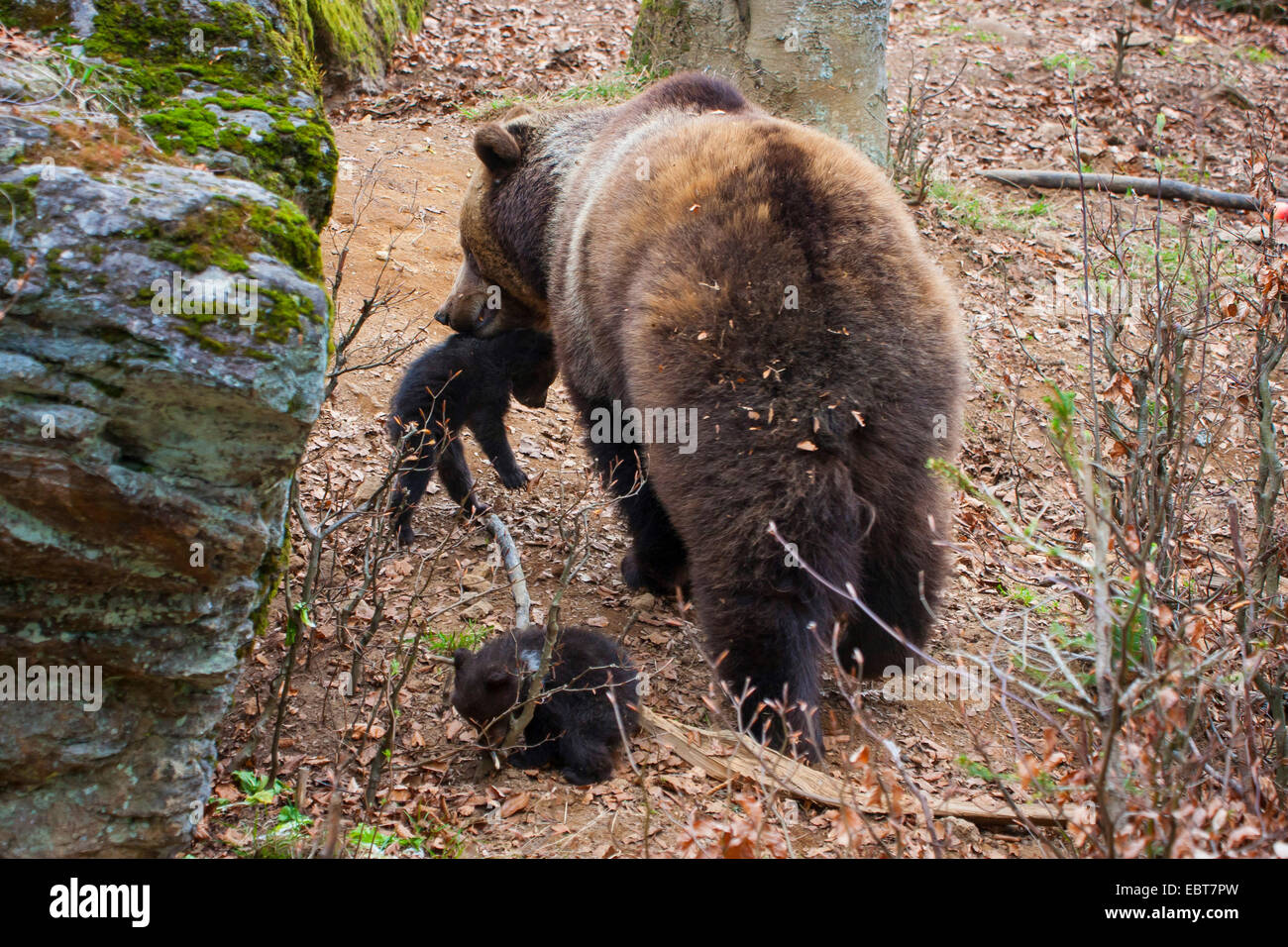 European brown bear (Ursus arctos arctos), bearess lifting up one of ...