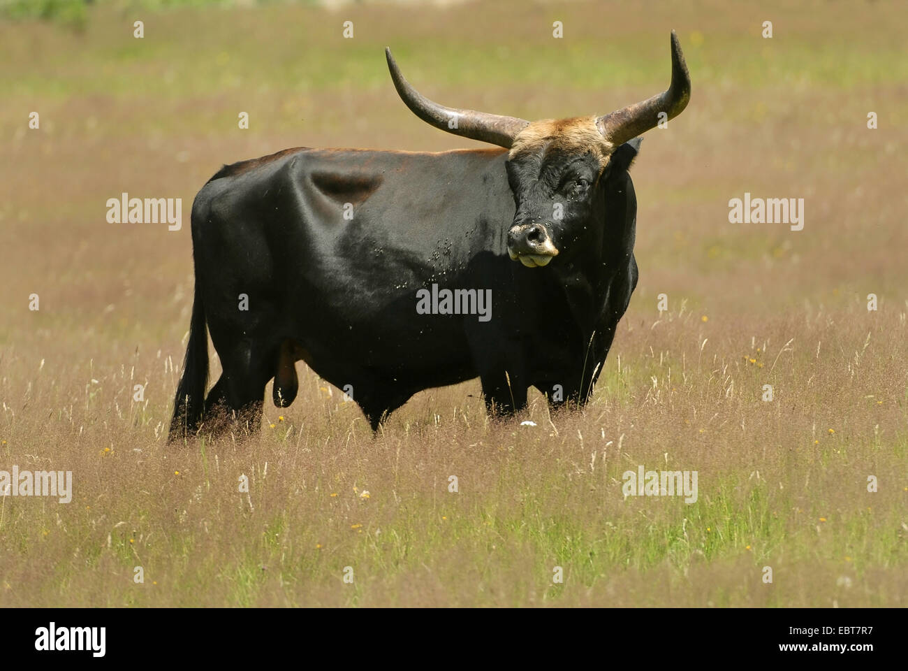 aurochs (domestic cattle) (Bos taurus, Bos primigenius), bull standing ...