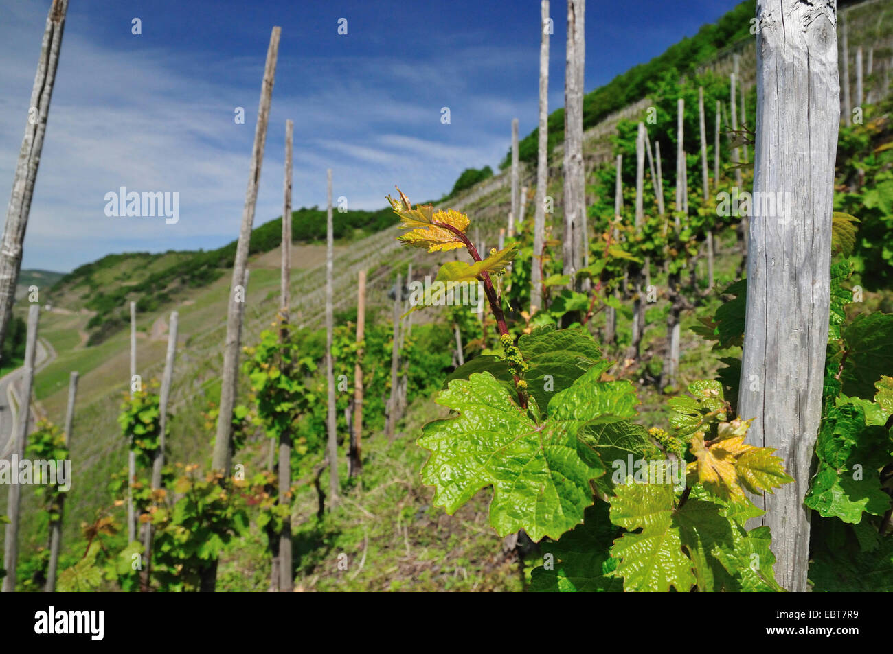 Various southern european plants hi-res stock photography and images ...