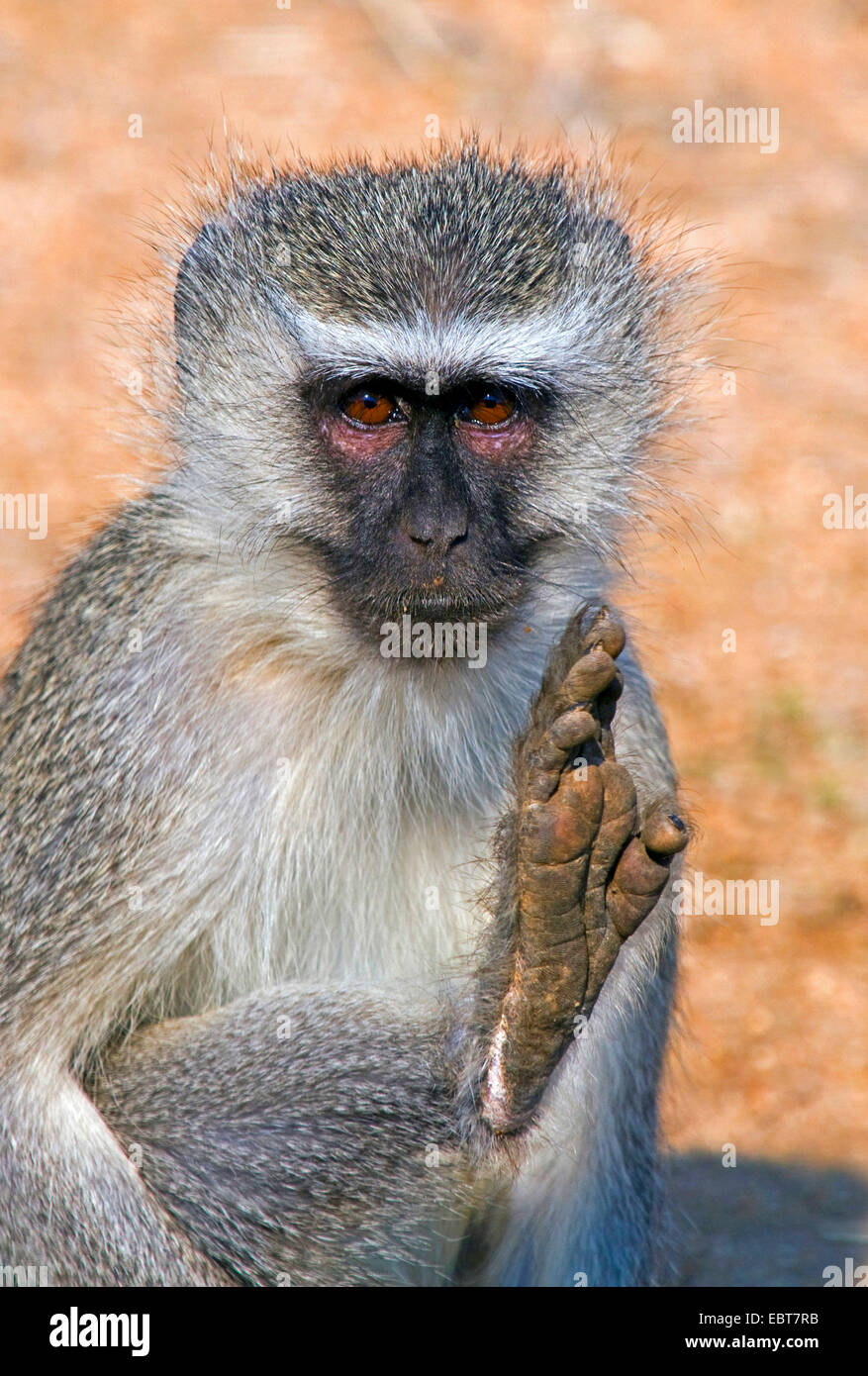 grivet monkey, savanna monkey, green monkey, Vervet monkey ...