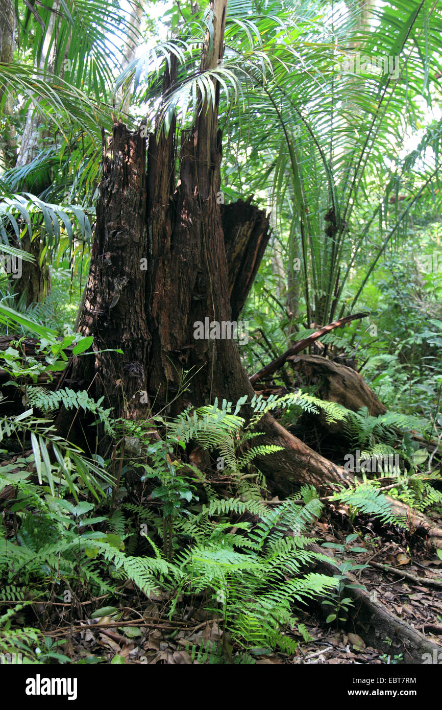 tropical rainforest, Tanzania, Sansibar, Jozani National Park Stock ...