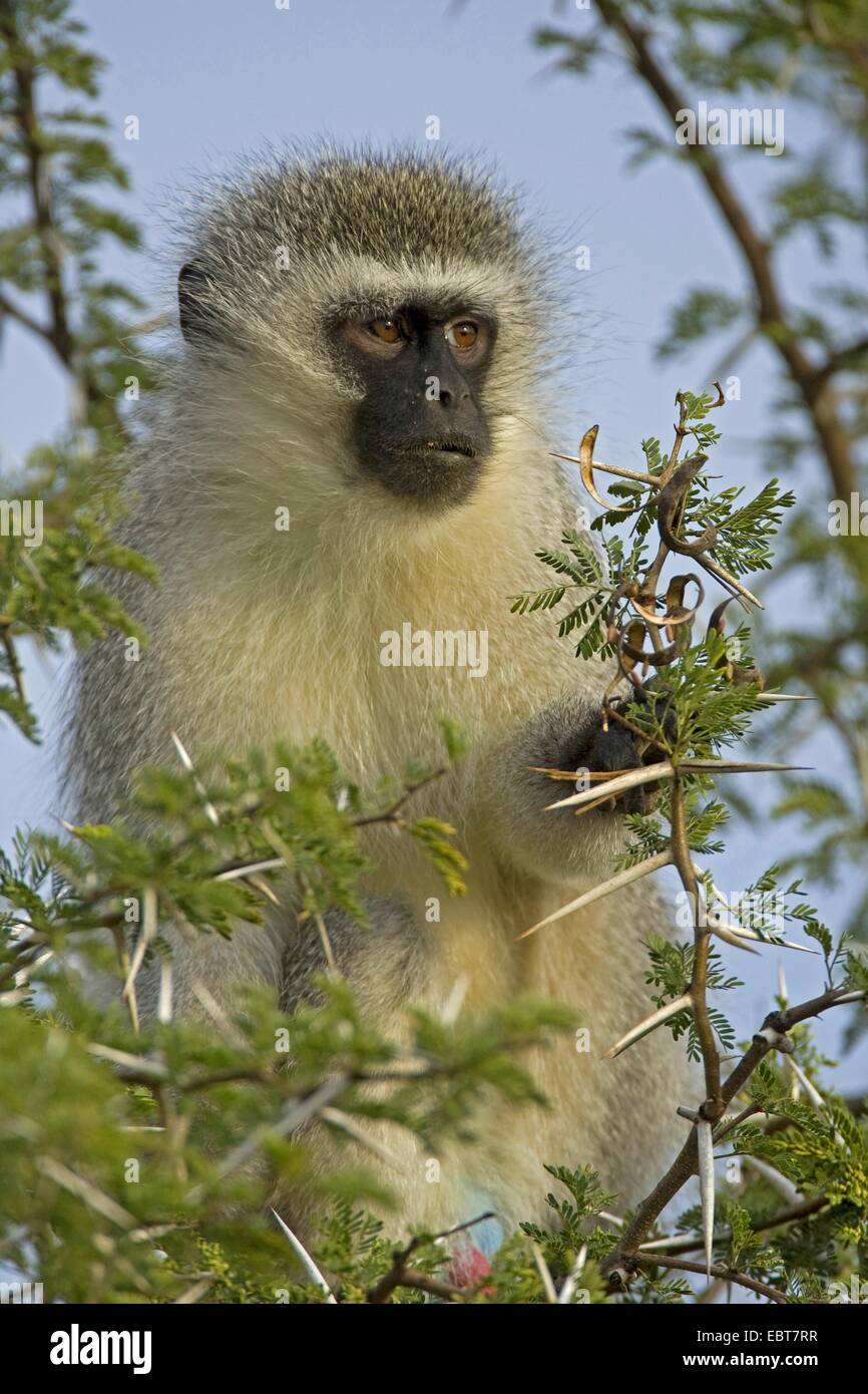 grivet monkey, savanna monkey, green monkey, Vervet monkey ...