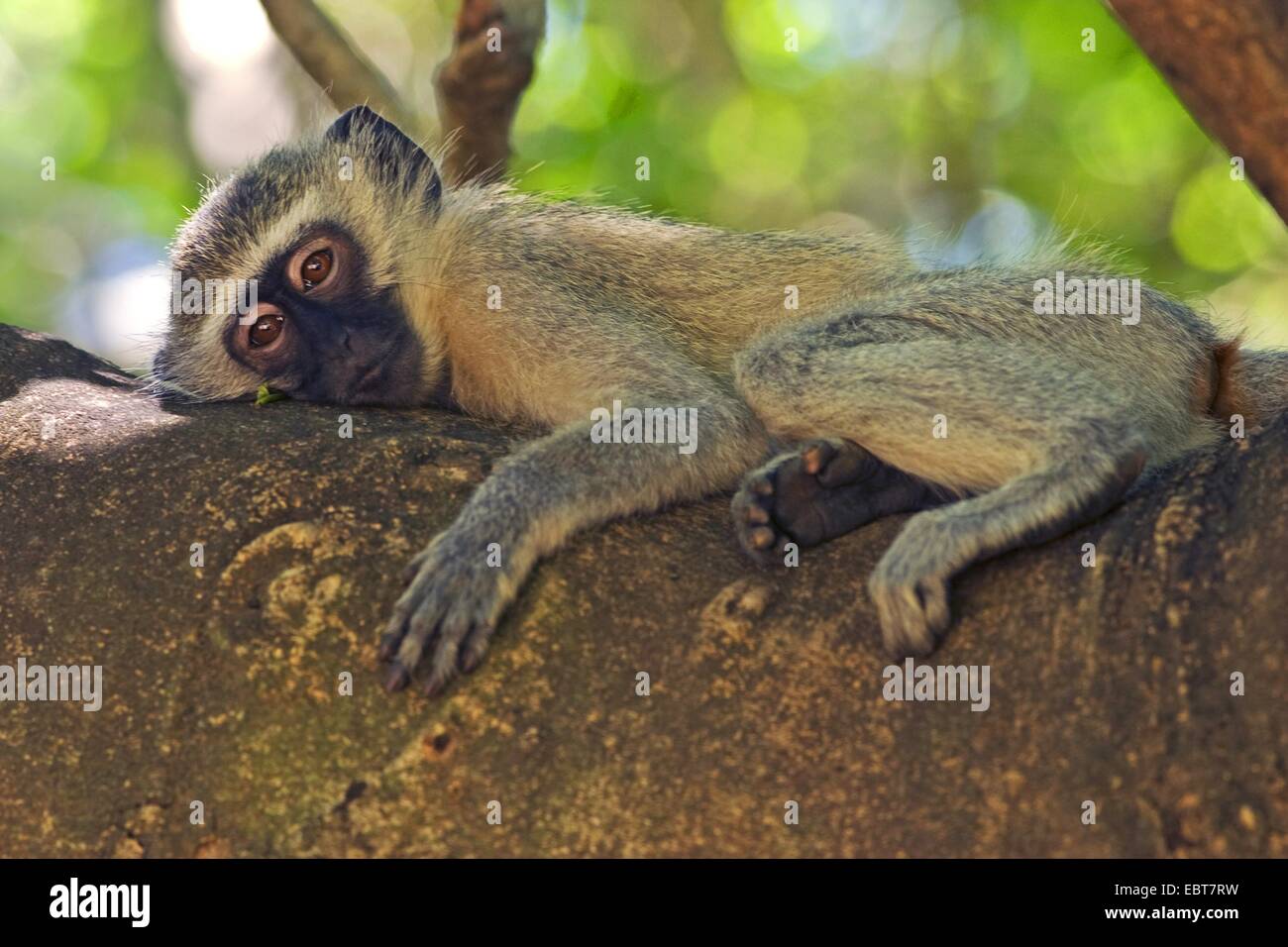 grivet monkey, savanna monkey, green monkey, Vervet monkey ...