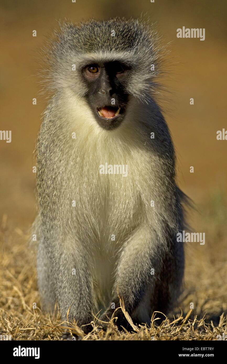 grivet monkey, savanna monkey, green monkey, Vervet monkey ...