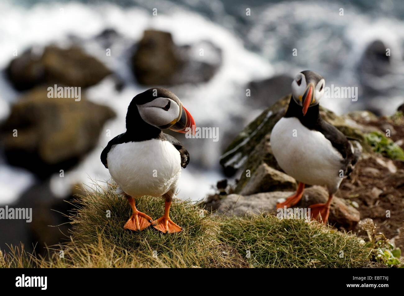 Atlantic puffin, Common puffin (Fratercula arctica), two puffins on ...