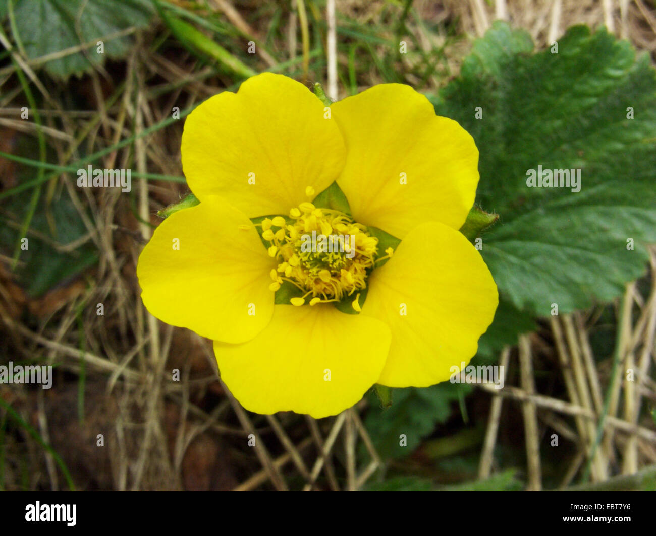 Alpine avens (Geum montanum), flower, Poland Stock Photo - Alamy