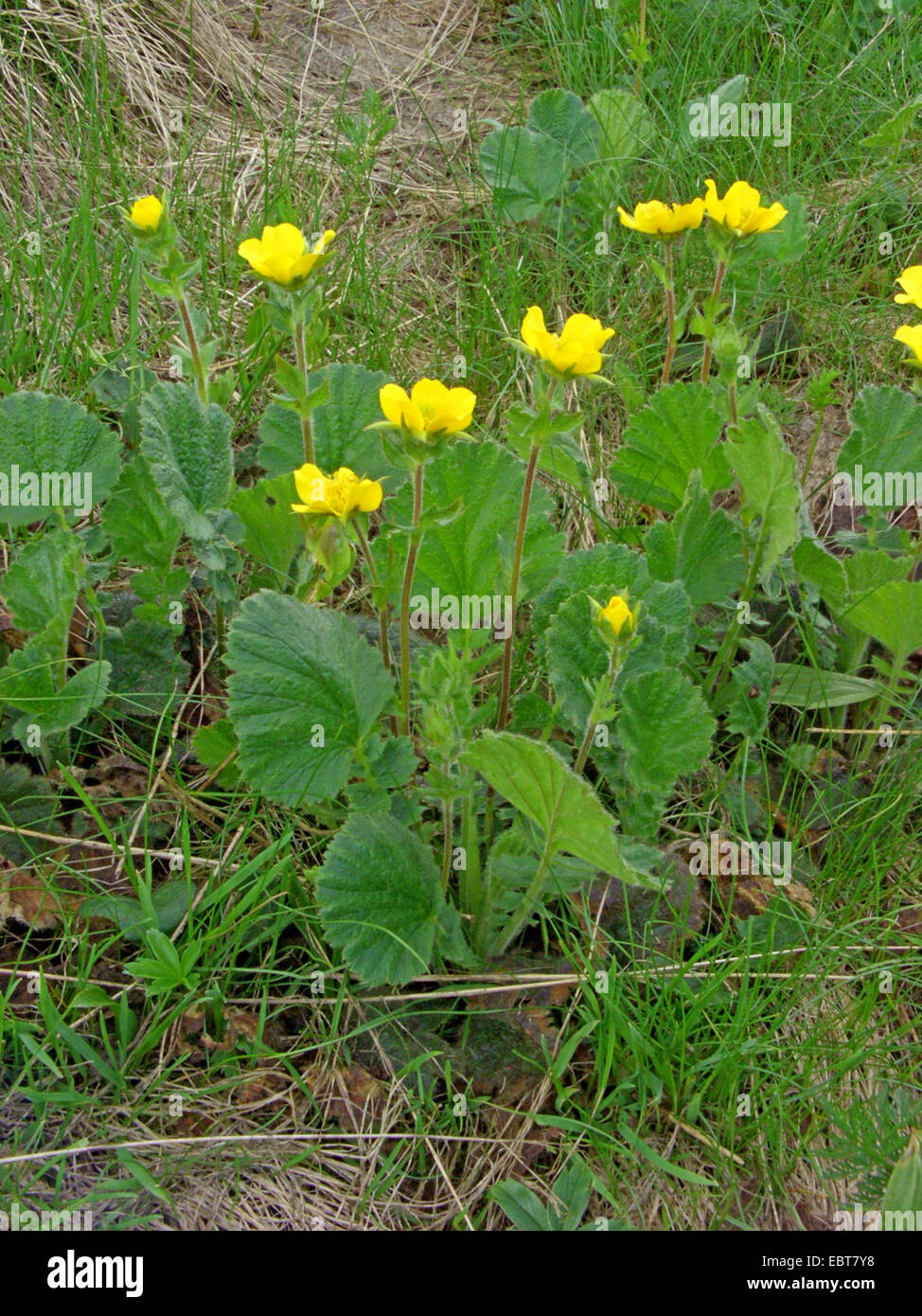 Alpine avens (Geum montanum), blooming, Poland Stock Photo - Alamy