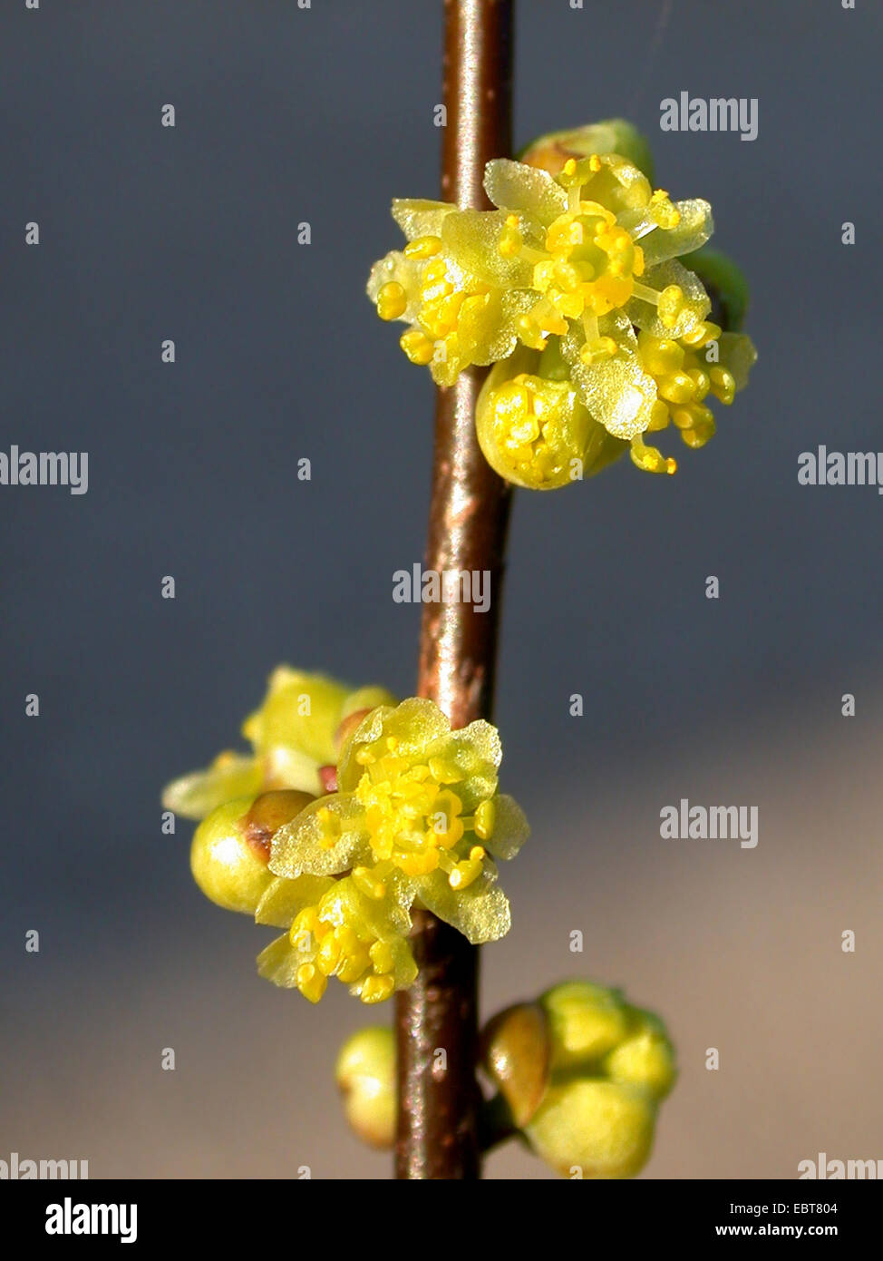 Benjamin bush hi-res stock photography and images - Alamy