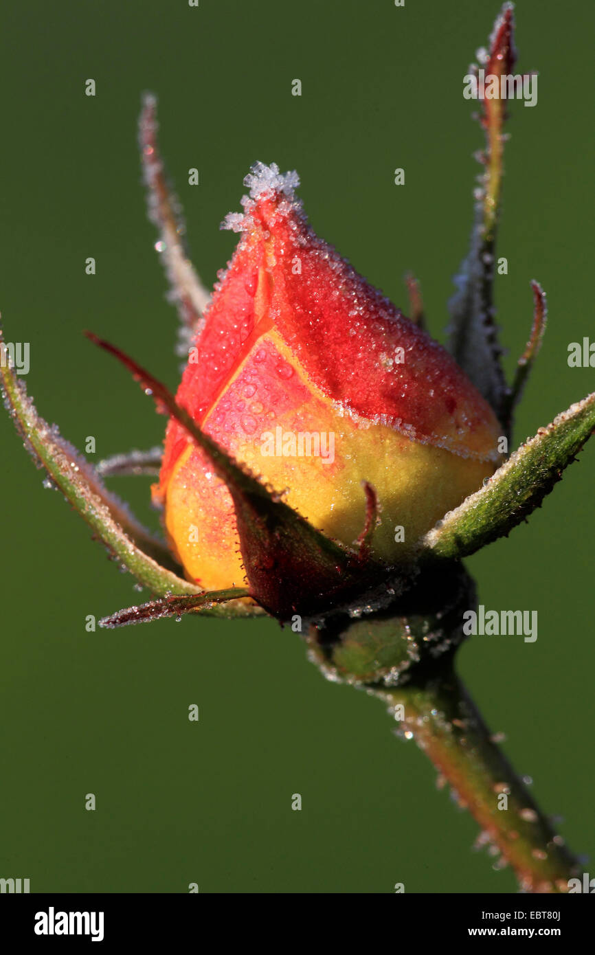 Frost rose hi-res stock photography and images - Alamy