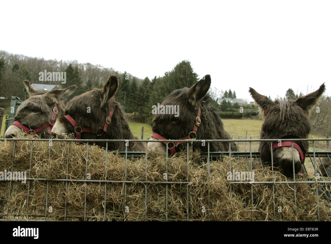 Donkey feed High Resolution Stock Photography and Images - Alamy