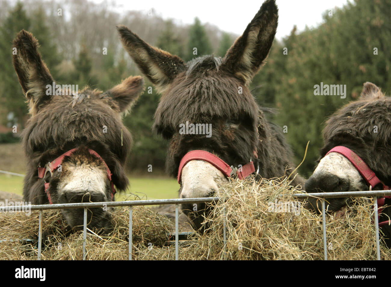 domestic donkey (Equus asinus f. asinus), three donkey feeding from a ...