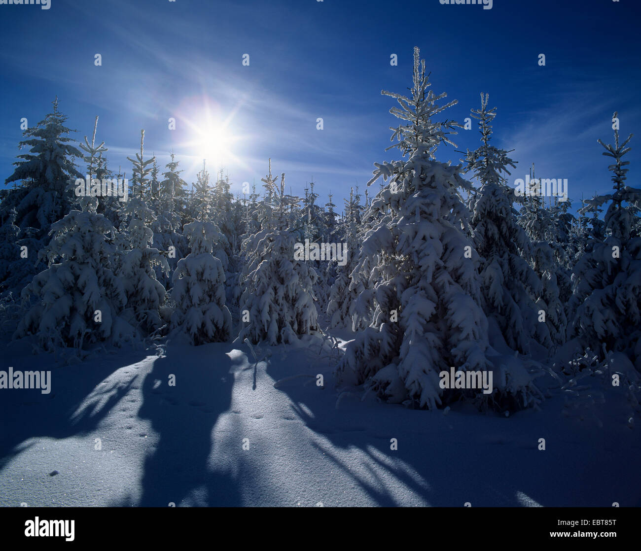Winter thuringia snow forest hi-res stock photography and images - Alamy