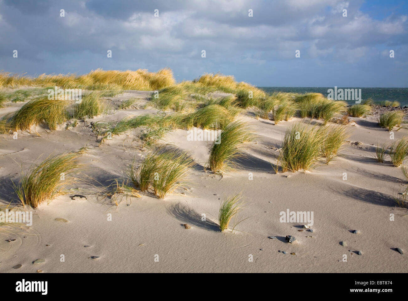 Sea sand reed ammophila arenaria hi-res stock photography and images ...