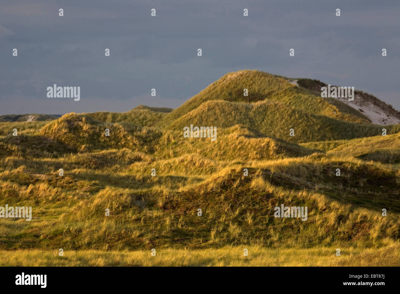 Dune landscape at the North Sea, Denmark, Jutland Stock Photo - Alamy