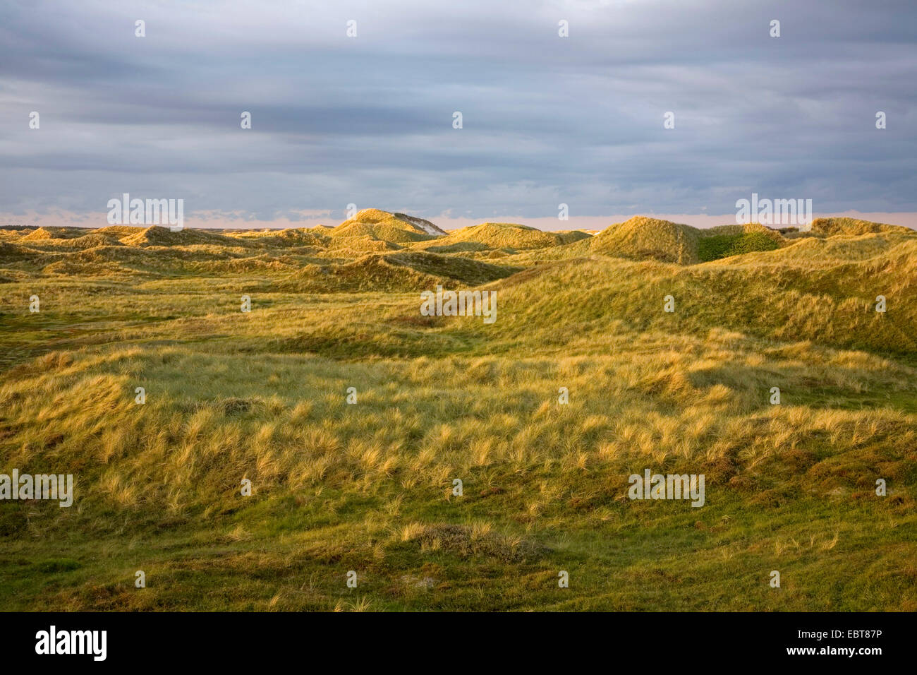 Dune landscape at the North Sea, Denmark, Jutland Stock Photo - Alamy