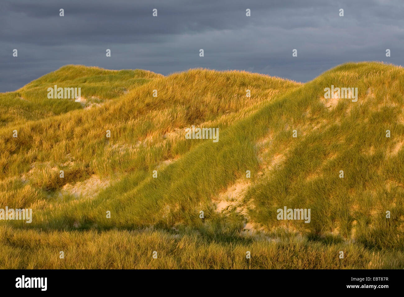 Dune landscape at the North Sea, Denmark, Jutland Stock Photo - Alamy