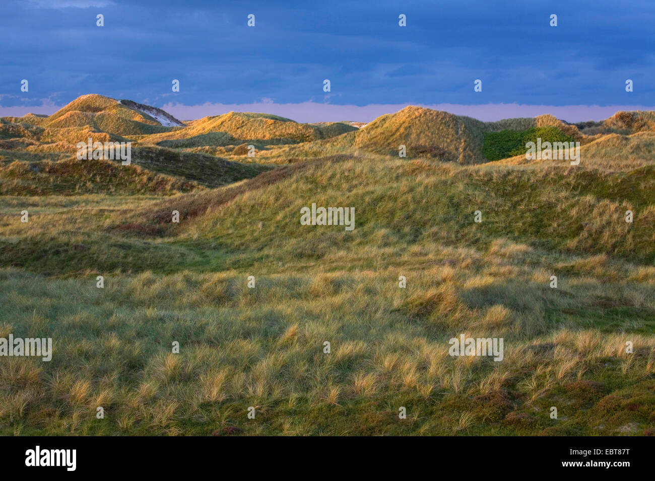 Dune landscape at the North Sea, Denmark, Jylland Stock Photo - Alamy