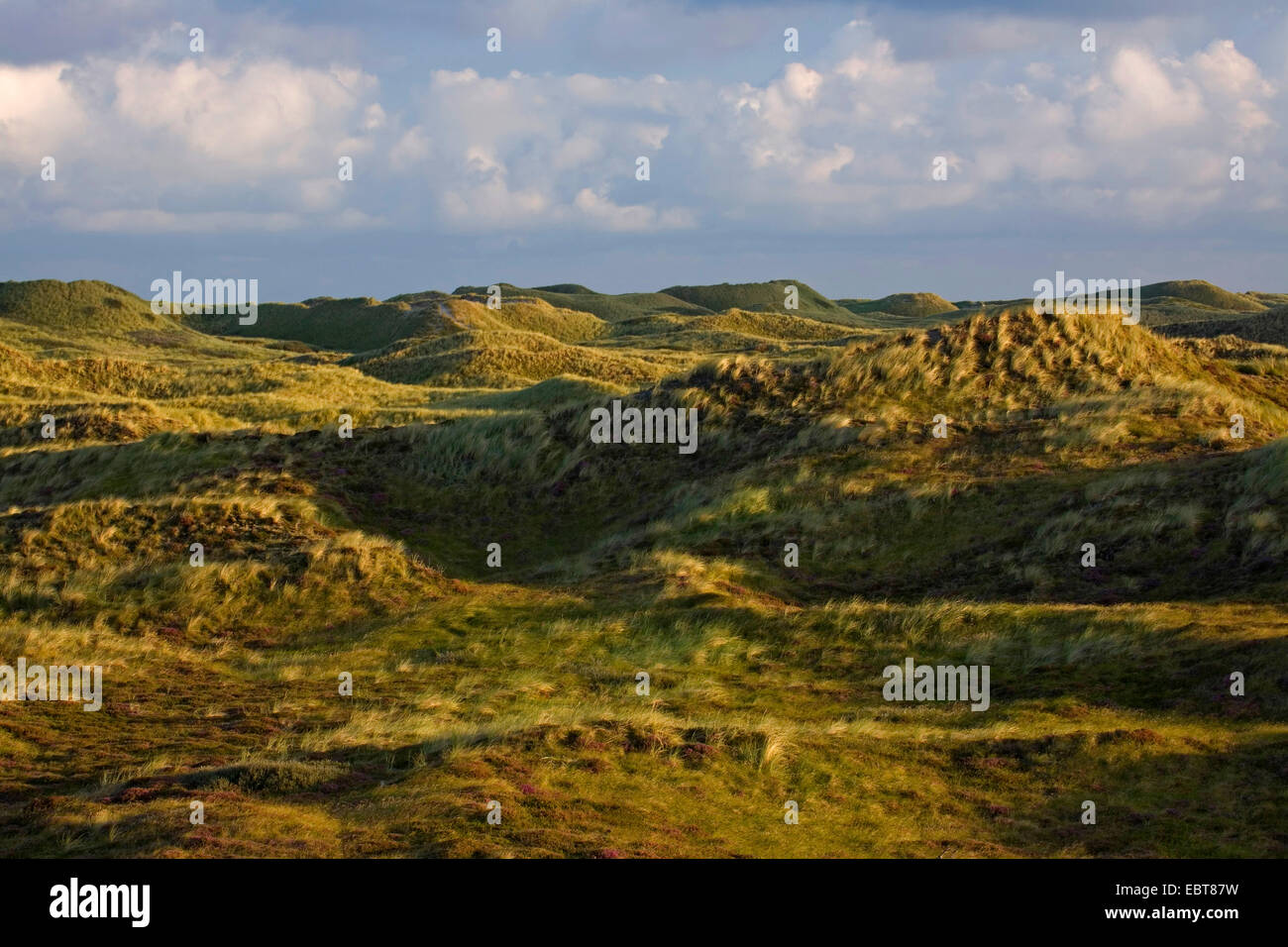 Dune landscape at the North Sea, Denmark, Jutland Stock Photo - Alamy