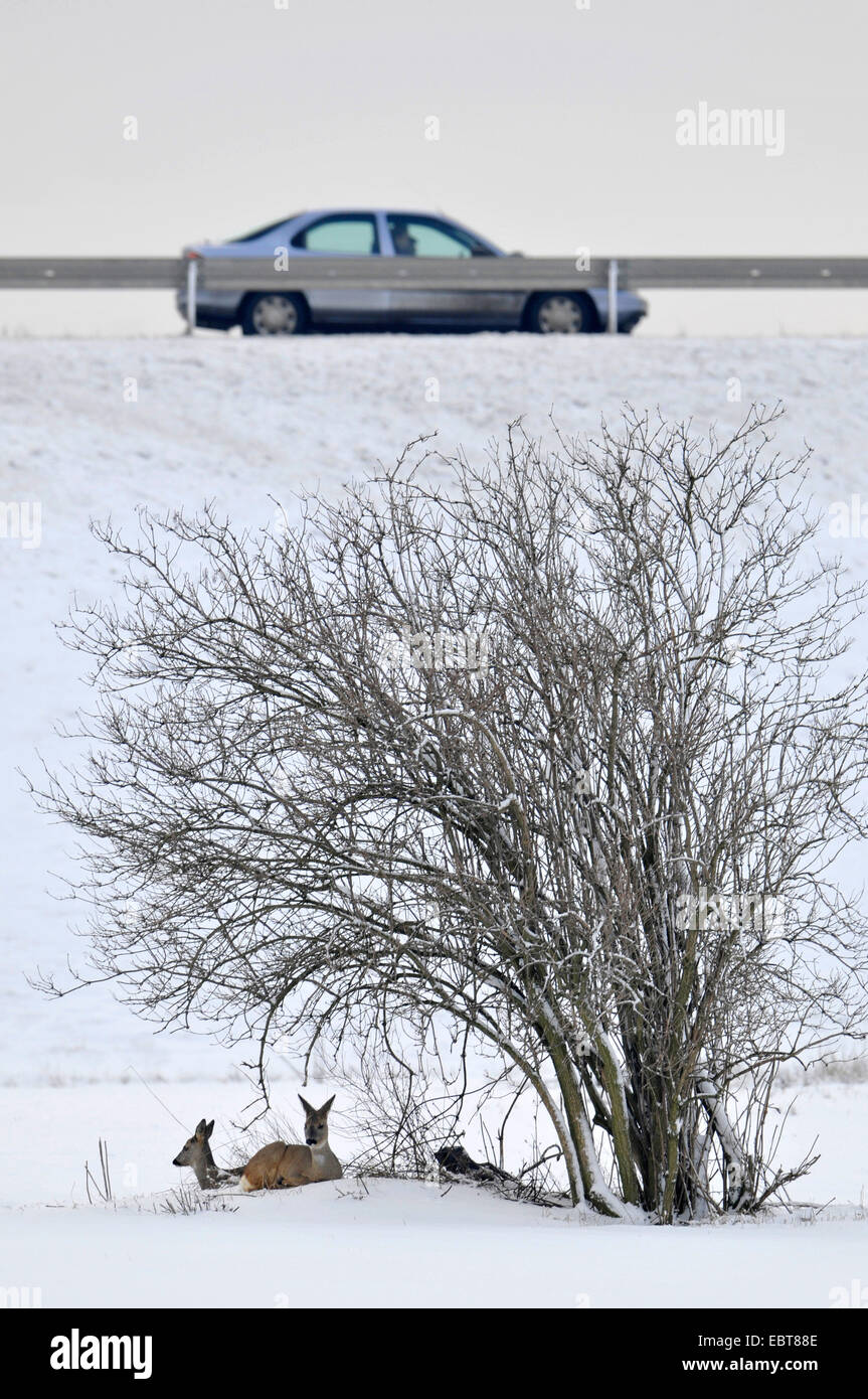 roe deer (Capreolus capreolus), roe deers resting under a black ...
