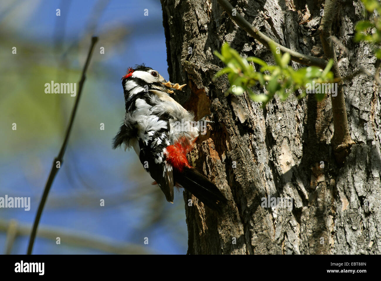 Great spotted woodpecker (Picoides major, Dendrocopos major), male ...