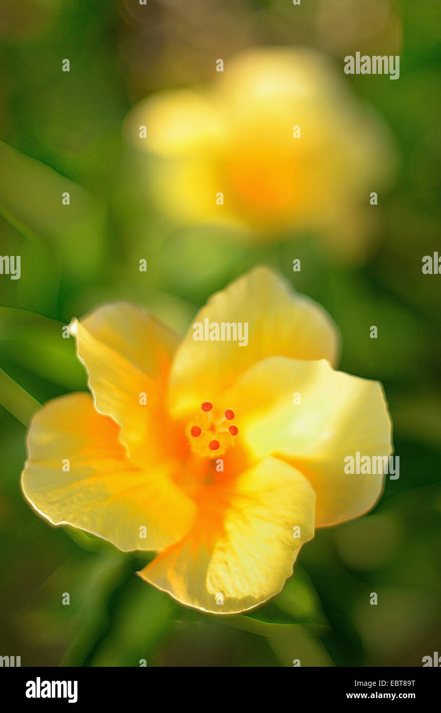 Chinese hibiscus (Hibiscus rosa-sinensis), flower Stock Photo - Alamy