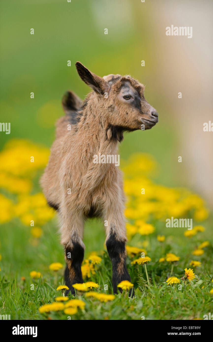 domestic goat (Capra hircus, Capra aegagrus f. hircus), goatling in a ...