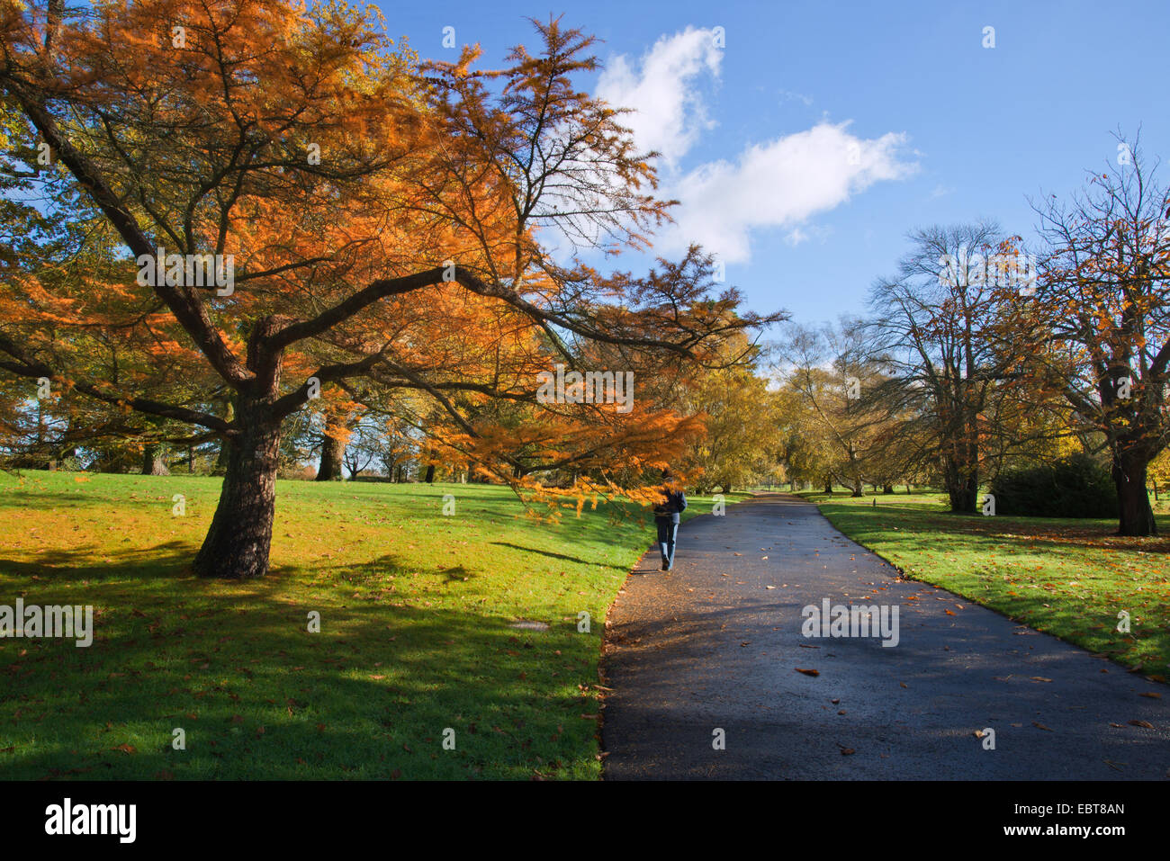 Beautiful Autumn landscape of path through park Stock Photo - Alamy
