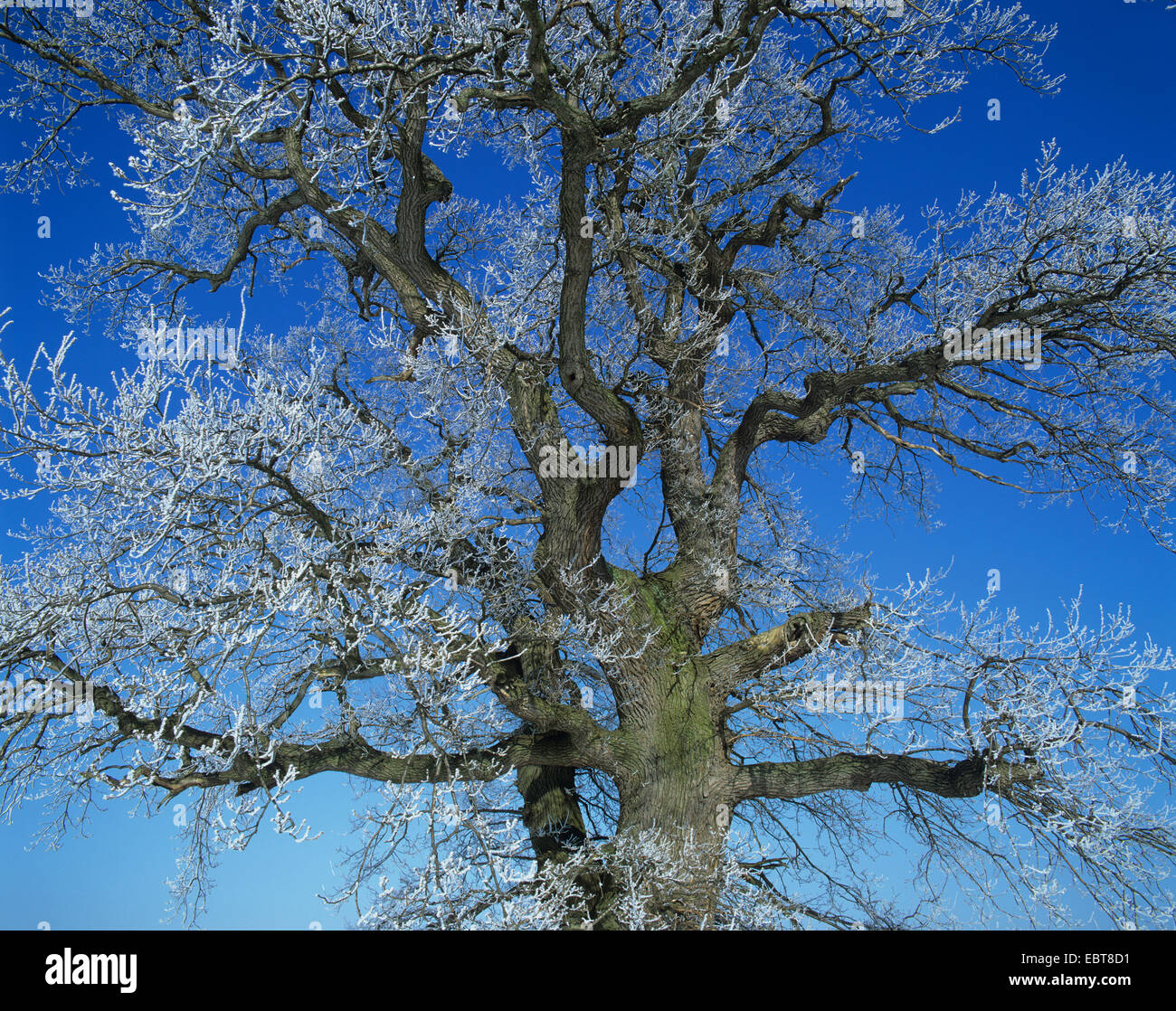 Old english oak tree winter hi-res stock photography and images - Alamy