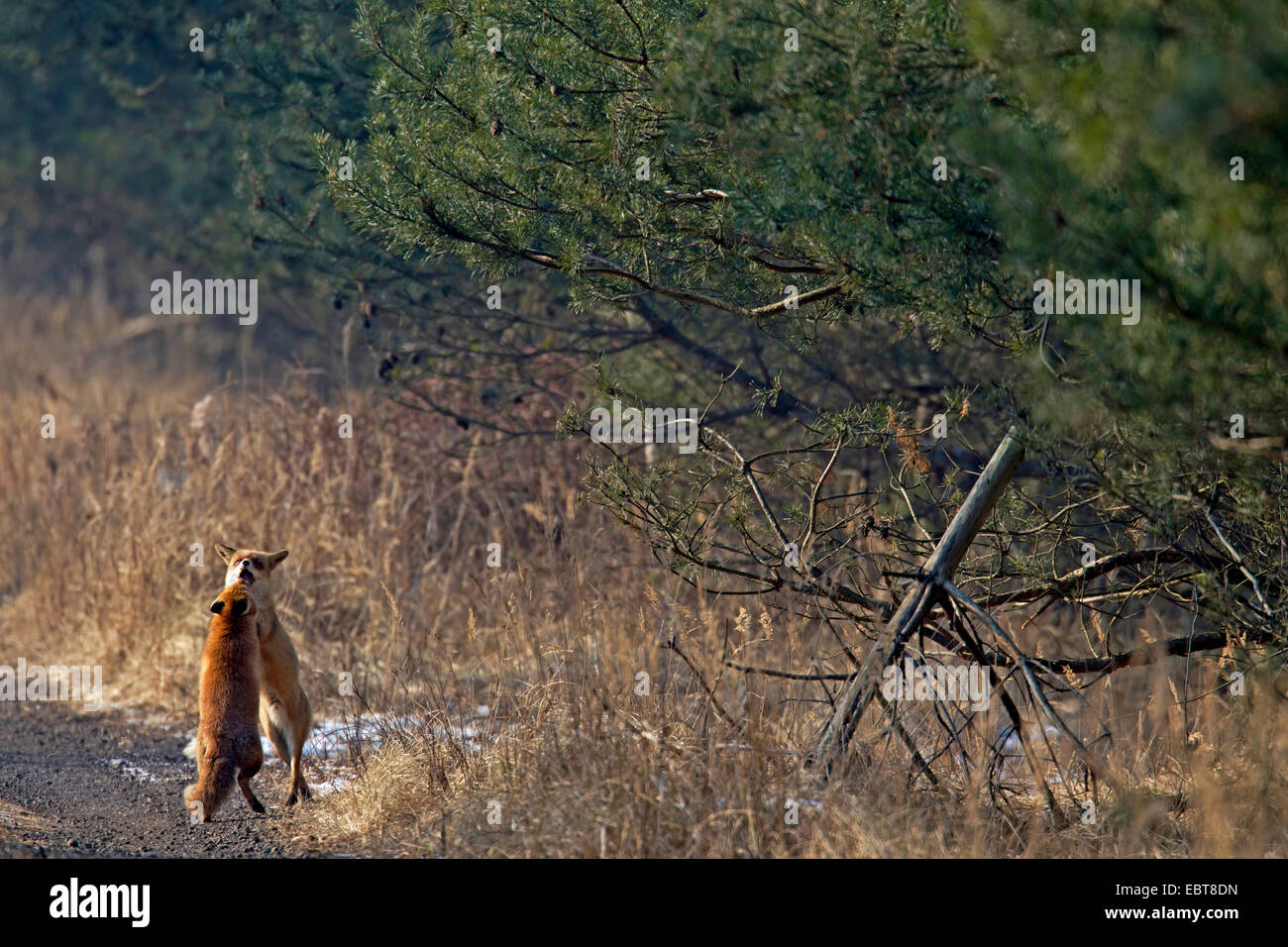 Foxes mating hi-res stock photography and images - Alamy
